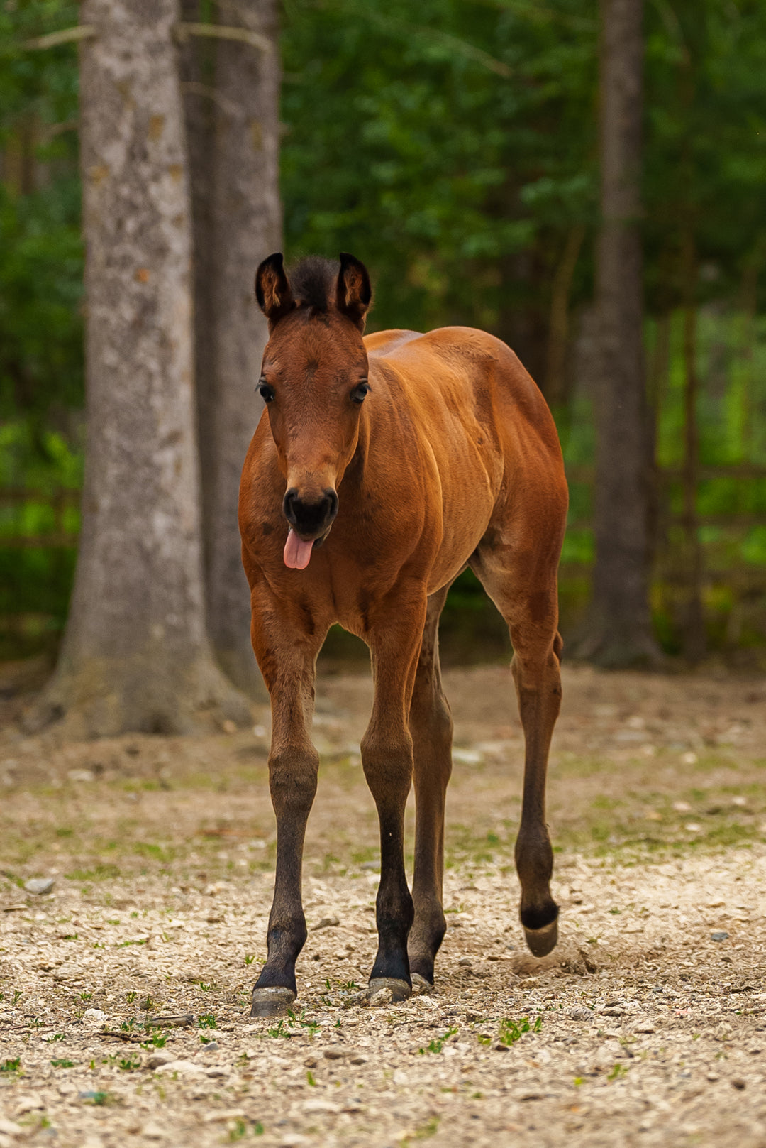 Billie – Lady Malin